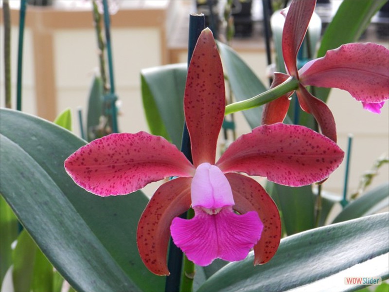 Hawaii Island Orchid Slide Show